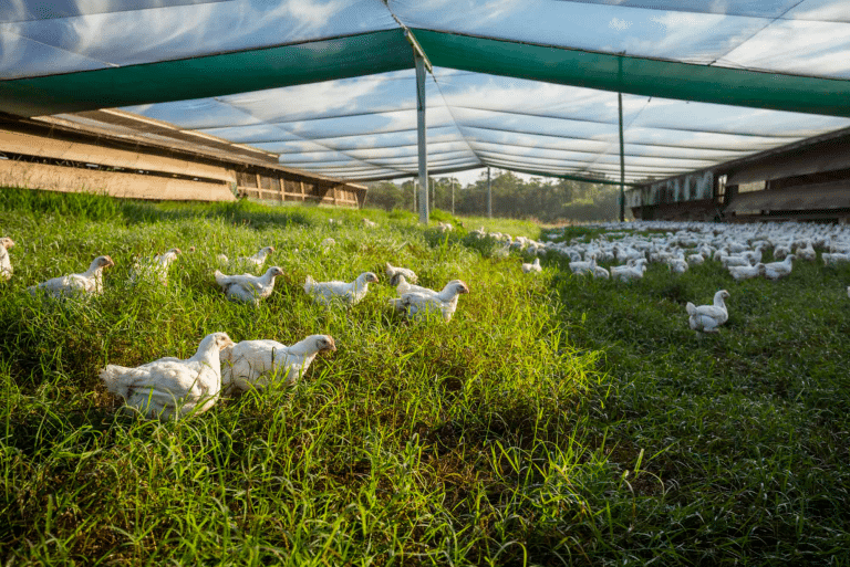 Fresh Local Poultry & Eggs for SEQ